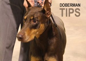 Metropolitan Baltimore Doberman Pinscher Club